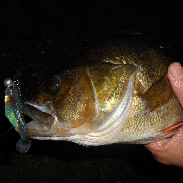 Ripper Banjo nu i butiken! | Jigg.se